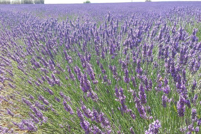 Lavender Beauty Small Group Half Day Tour from Avignon - Why It’s a Good Value