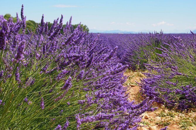 Lavender Fields Tour in Valensole from Marseille - What’s Included and What’s Not