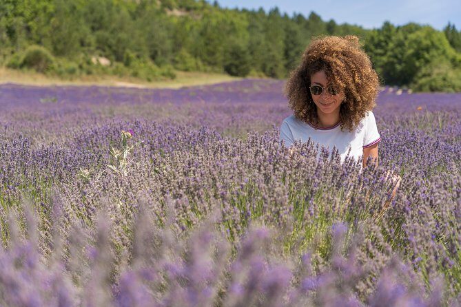 Lavender Small-Group Tour In Valensole from Marseille - The Value of This Tour