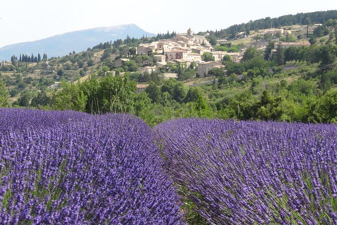 Lavender Tour Sault from Marseille - Timing and Seasonal Considerations