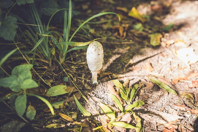 Learn to forage in Llangollen - Additional Practical Information