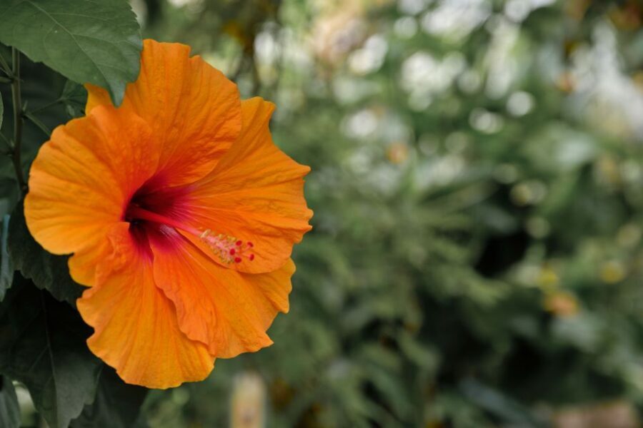 Leiden: Hortus botanicus Leiden Entry Ticket - The Value for Money