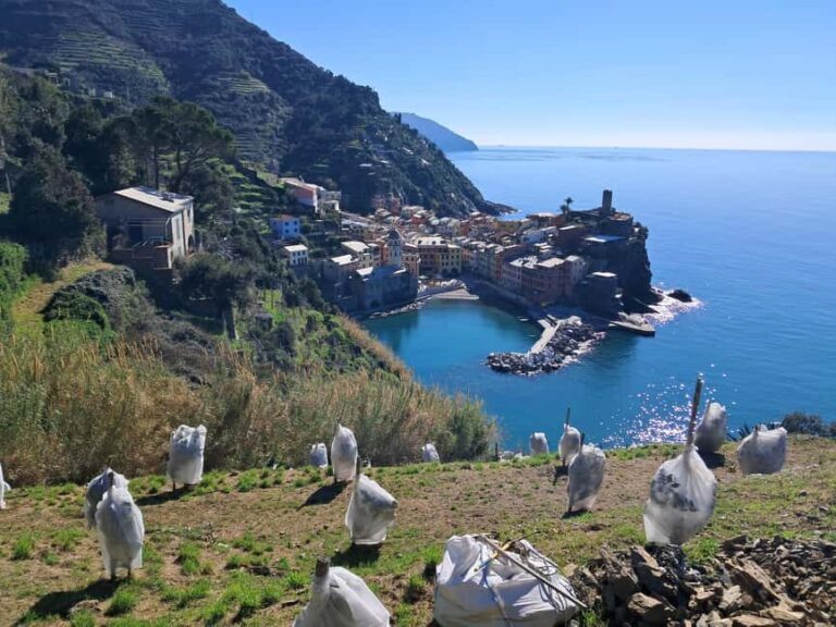 Lemon tour with Limoncino and Wine tasting in Vernazza (Cinque Terre) - Walking Along the Verde Azzurro Path
