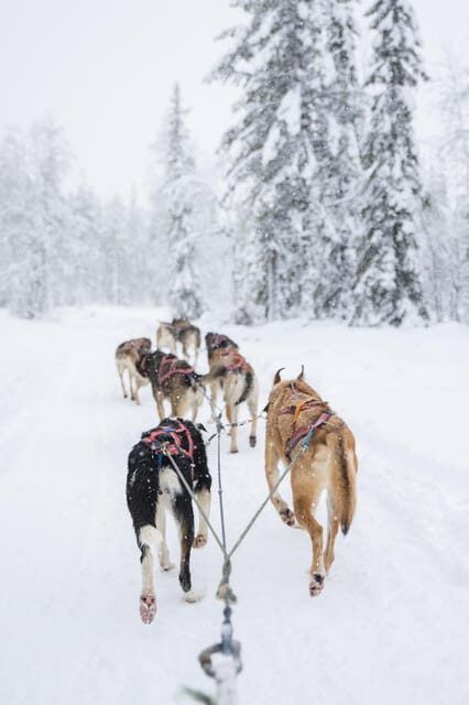 Levi: Guide-driven Husky Safari - What Travelers Say: Authentic Feedback