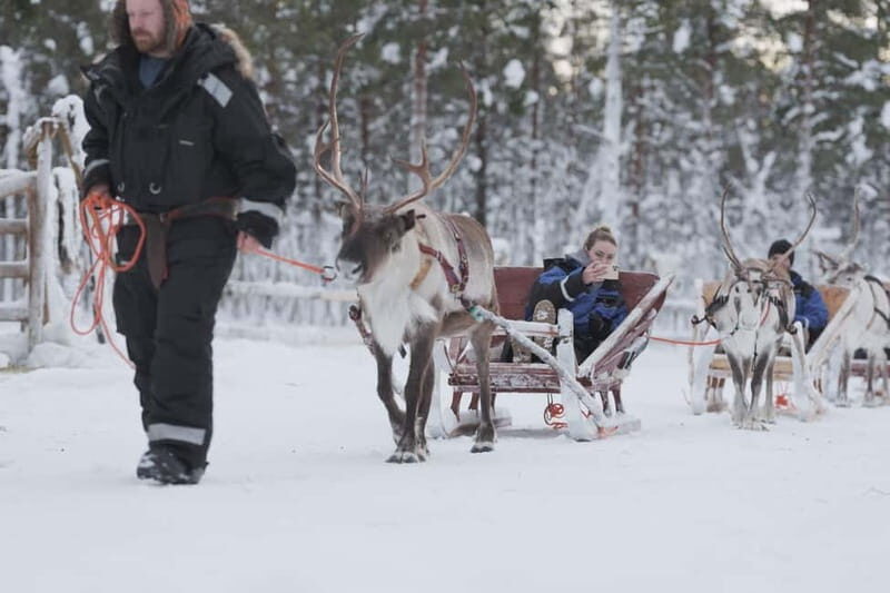 Levi: Lappish Reindeer Sled Ride 3 km - The Value in the Experience