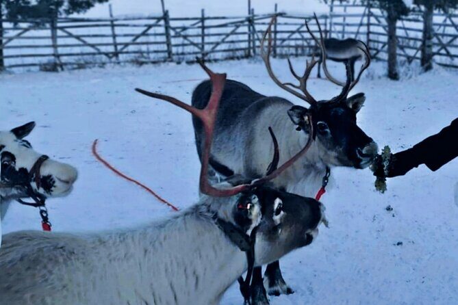 Levi Reindeer Safari - Long or Quick - with Sledge Ride - Group Size and Transportation