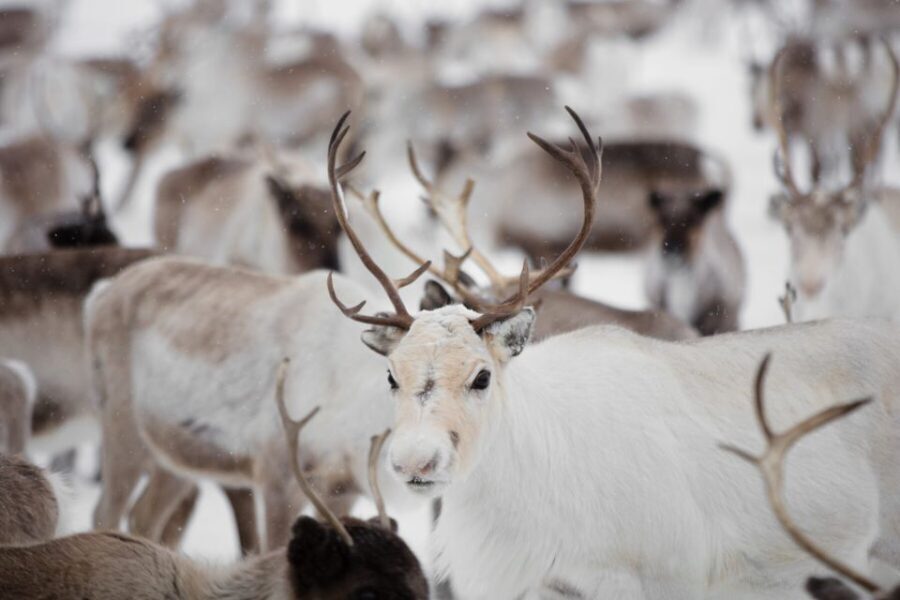 Levi: Traditional Reindeer Husbandry Experience - Who Should Consider This Tour?