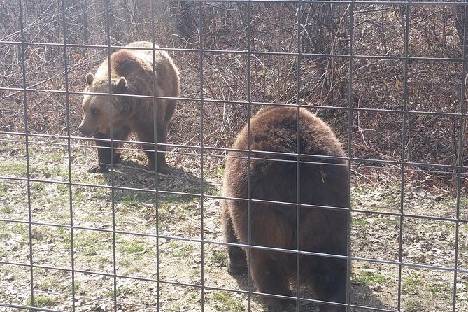 LiBearty Bear Sanctuary Zarnesti Small-Group Trip from Brasov - Transportation and Group Size: Why It Matters