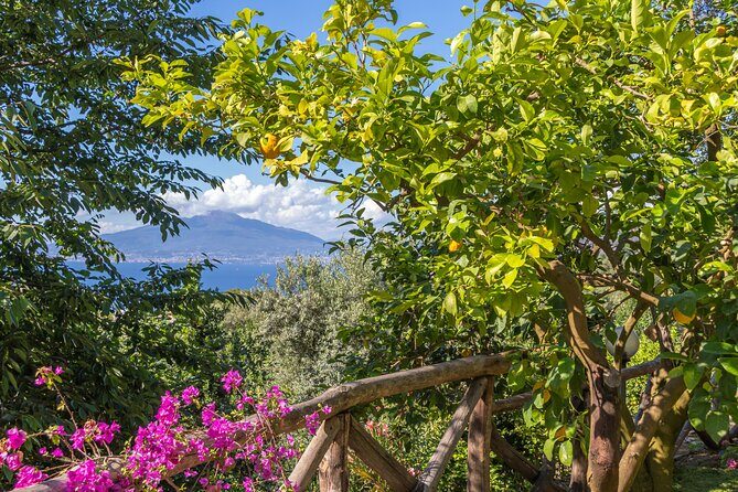 Limoncello Making And Tasting Experience - The Experience in Detail: What to Expect from Start to Finish