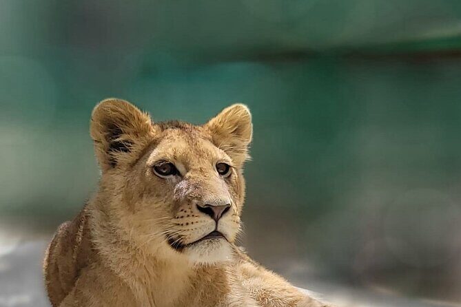 Lion Safari and Green Canyon Splash Feast with Lunch - What’s Included and What’s Not