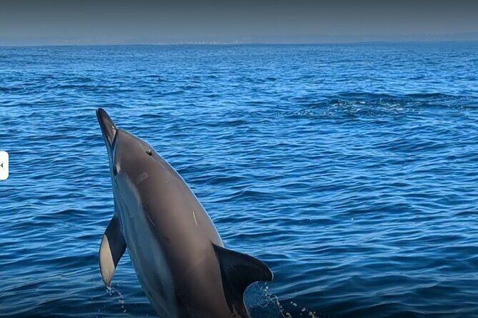 Lisbon Dolphin Watching Ocean Safari - Authentic Reviews and Insights