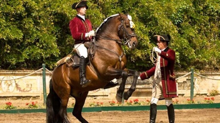 Lisbon: Morning of Equestrian Art with Lusitano Horses - Practical Details: How It Works
