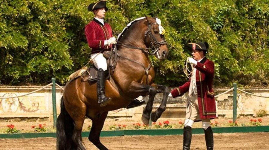 Lisbon: Morning of Equestrian Art with Lusitano Horses - Practical Details: How It Works