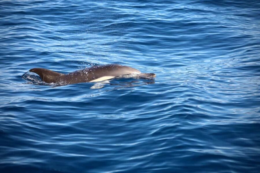 Lisbon: Ocean Safari with Marine Biologists - FAQ