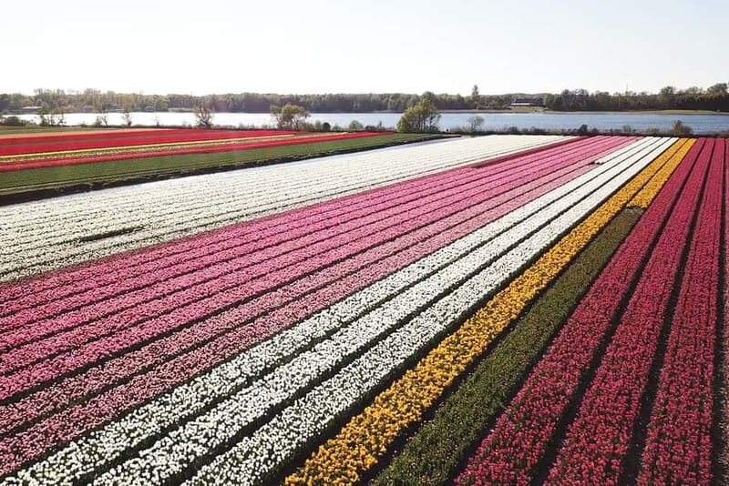 Lisse: Self-Guided Tulip Fields GPS Audio Tour - Who Should Consider This Tour?