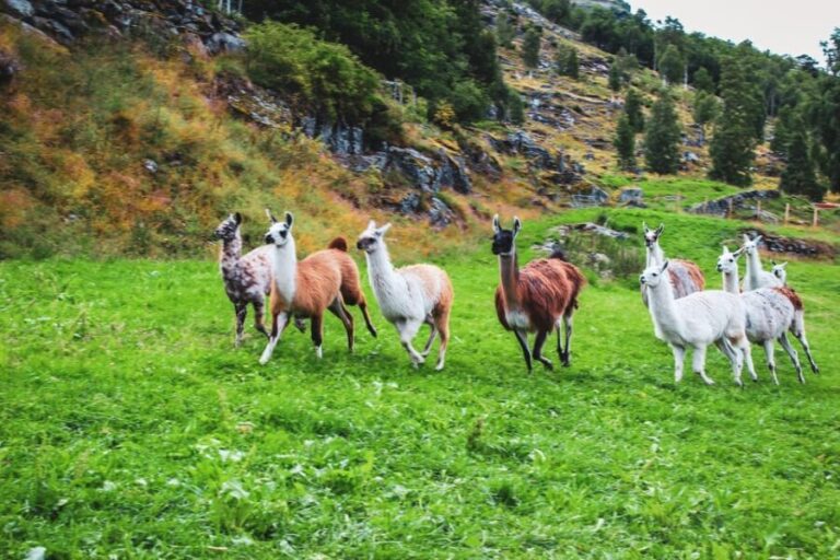 Ljøen, Hellesylt: Ljøen Farm Tour - Who Will Enjoy This Experience?