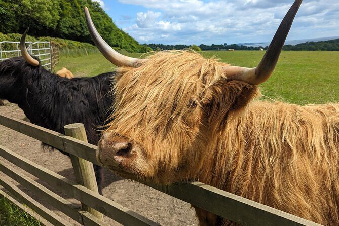 Loch Lomond, Highland Cows, Victorian Town, Castle Half-Day Tour - The Value of the Tour