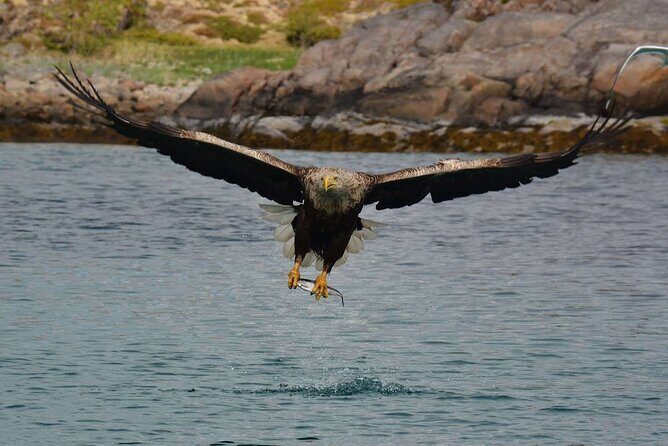 Lofoten RIB Sea Eagle Safari and Trollfjord Cruise - Why This Tour Works for Different Travelers