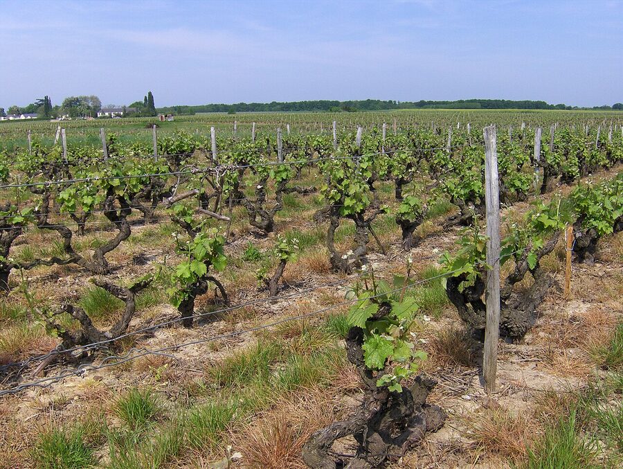 Vouvray vineyard rows in the Loire Valley