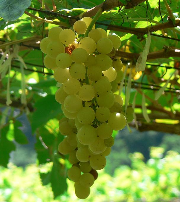 Chenin Blanc grapes ready for harvest
