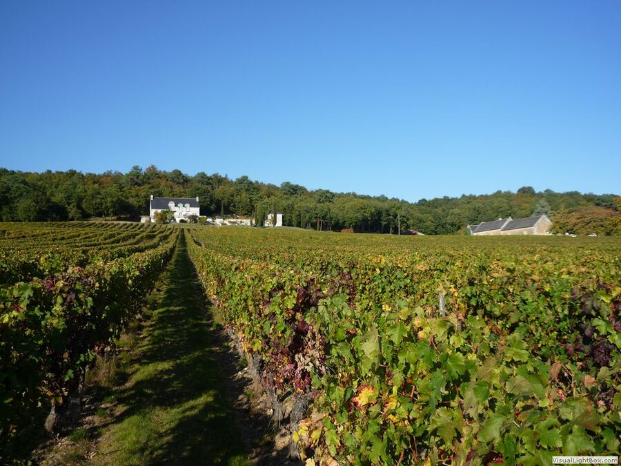 Chinon AOC vineyards with the medieval fortress in the distance