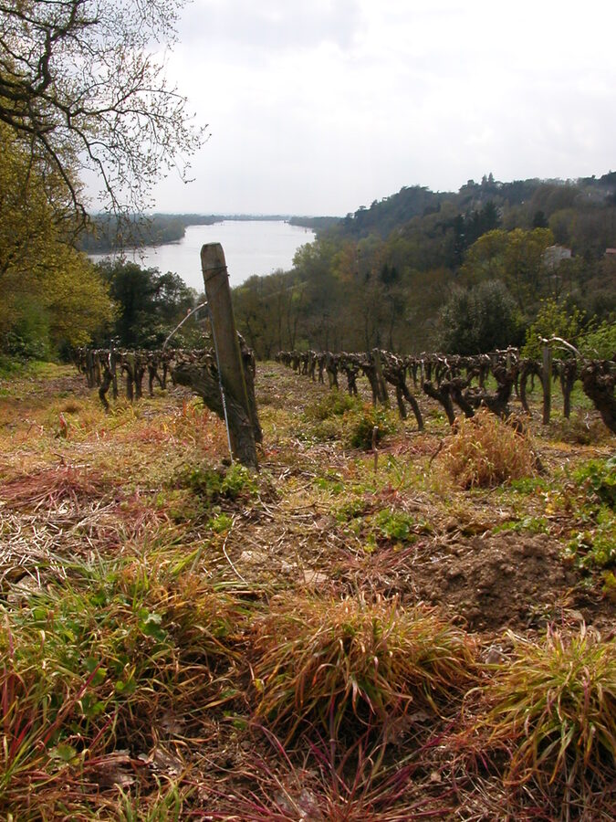 Vines on a slope above the Loire river