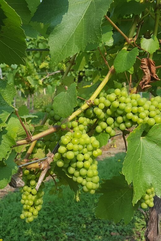 London: Full-Day English Wine Tour with Lunch - Final Thoughts