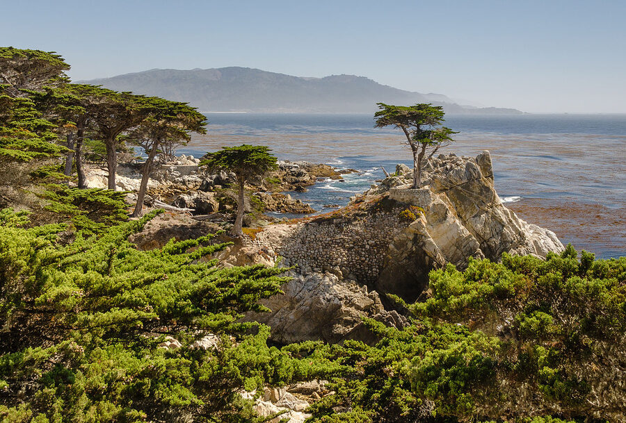 The Lone Cypress on the 17-Mile Drive in Monterey