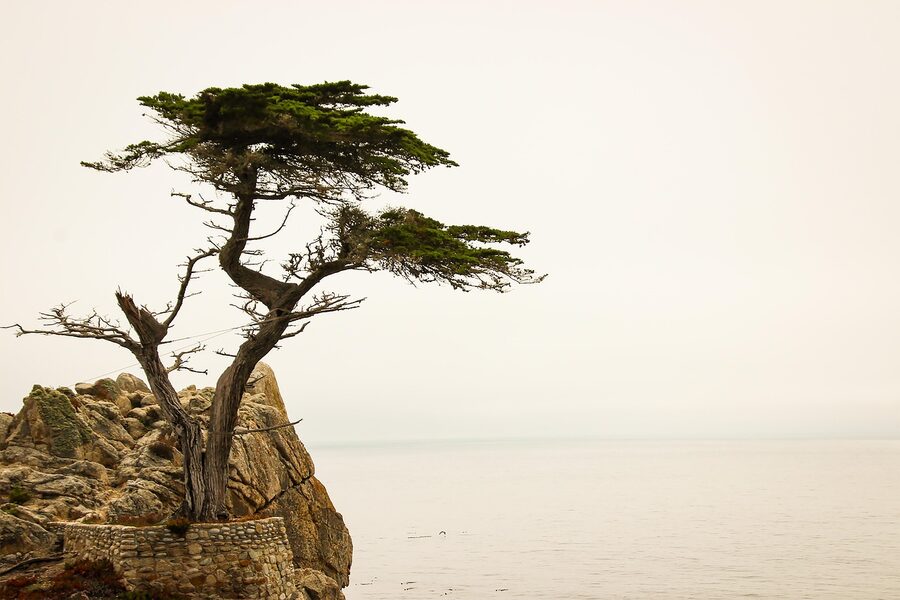 Lone Cypress and Monterey coastline on the 17-Mile Drive