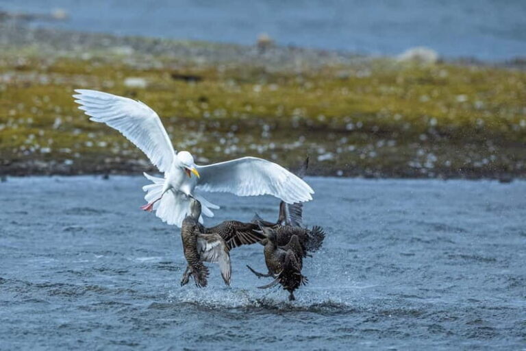 Longyearbyen: Wildlife Safari & Hiking Photography Tour - What Makes This Tour Special