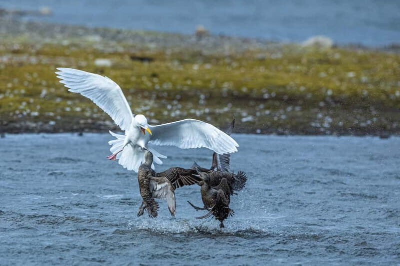 Longyearbyen: Wildlife Safari & Hiking Photography Tour - What Makes This Tour Special