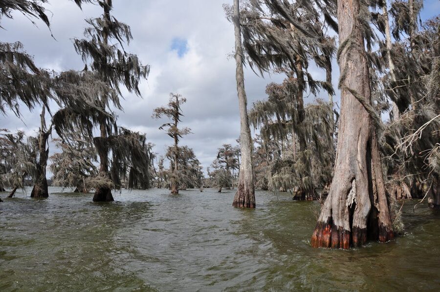 Cypress trees in Louisiana wetlands with lush greenery