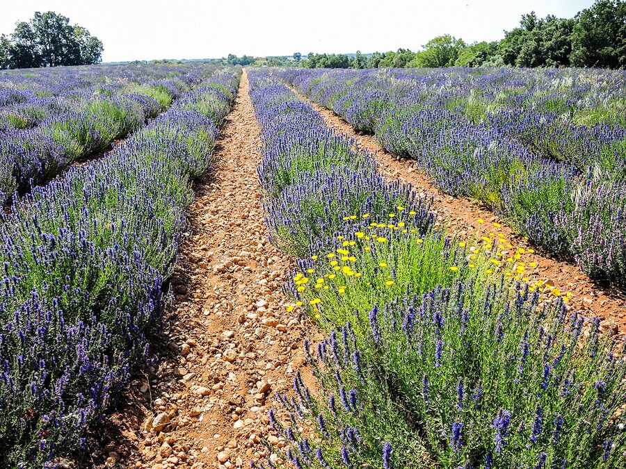 Lavender field at Valensole plateau