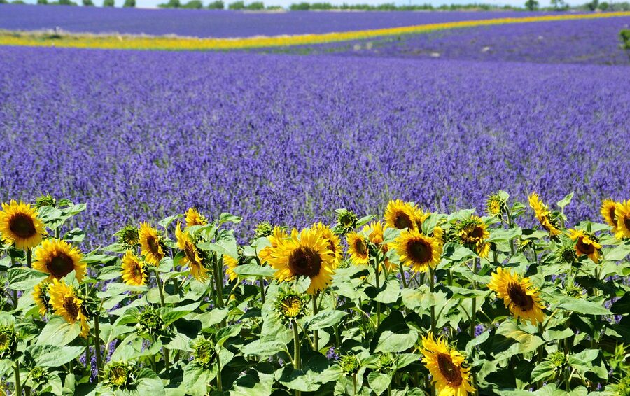 Valensole lavender and sunflower fields side by side