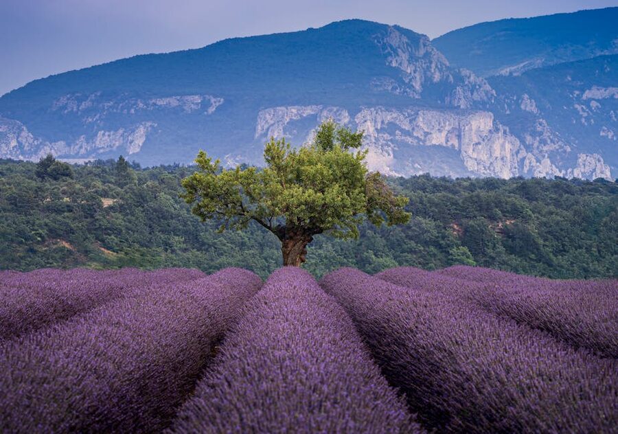 Valensole plateau lavender fields with lone tree