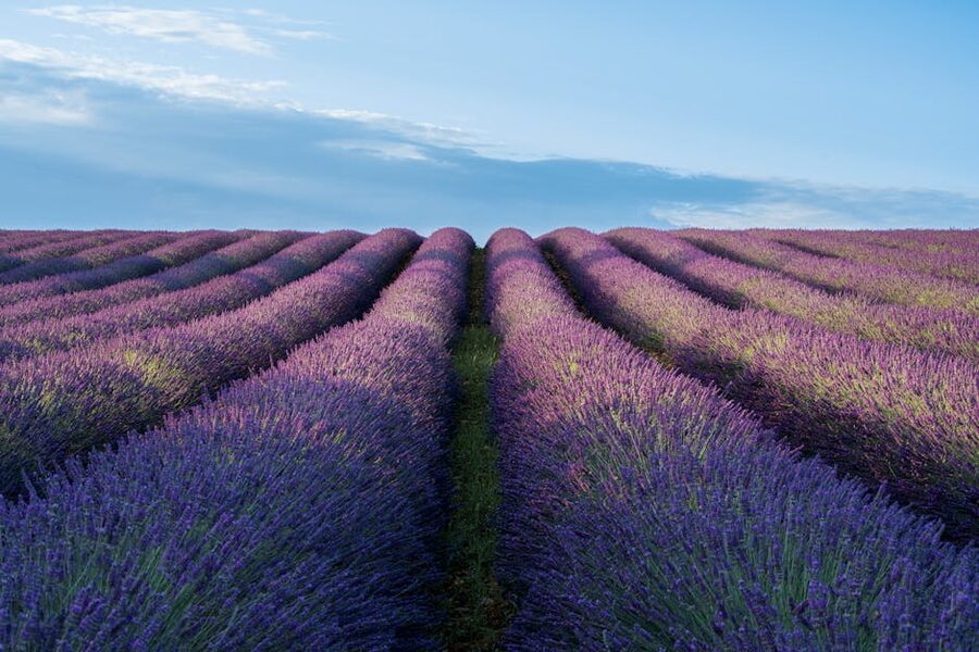 Lavender at sunrise on the Valensole plateau