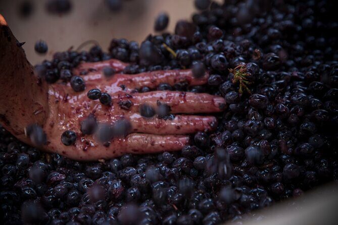 Lucca - Wine tasting at Tenuta Mareli - Final Thoughts