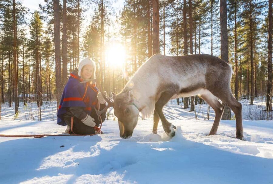 Luleå: Encounter with Reindeer Experience - Who Will Love This Tour?