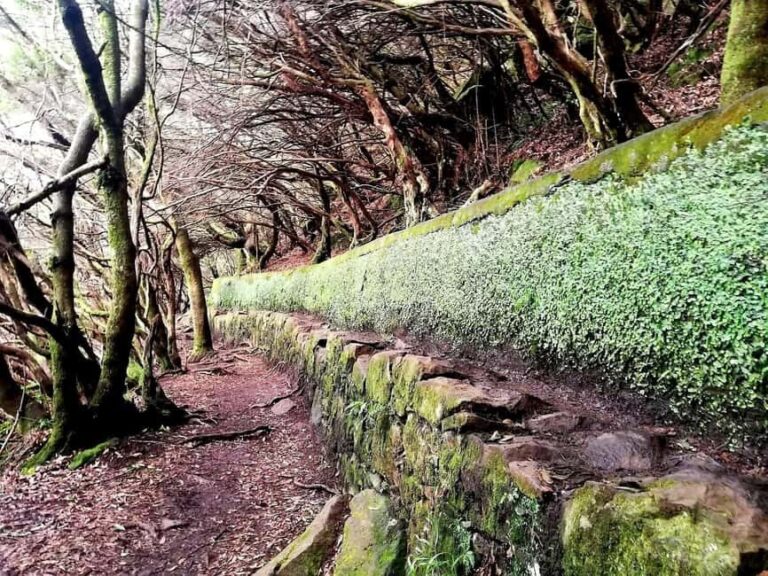 Madeira: 25 Fountains Rabaçal Forest Walk - What to Expect During the Tour