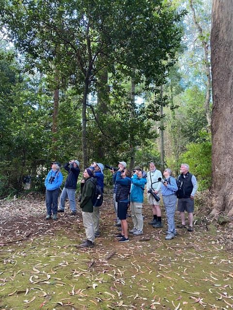 Madeira: Birdwatching - The Endemics - What Travelers Say: Real Insights from Reviews