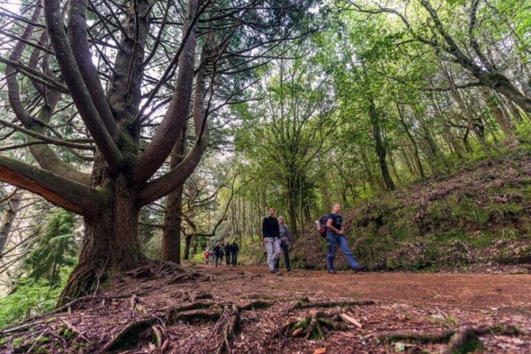 Madeira: Full-Day Laurel Forest Guided Walking Tour - Walking Through the Levadas and Queimadas Park