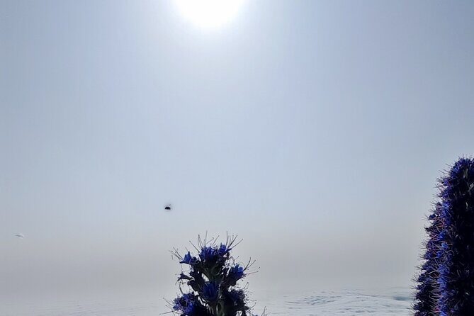 Madeira "Mystery Tour" - Half Day Private 4x4 Jeep - Why Youll Love This Tour