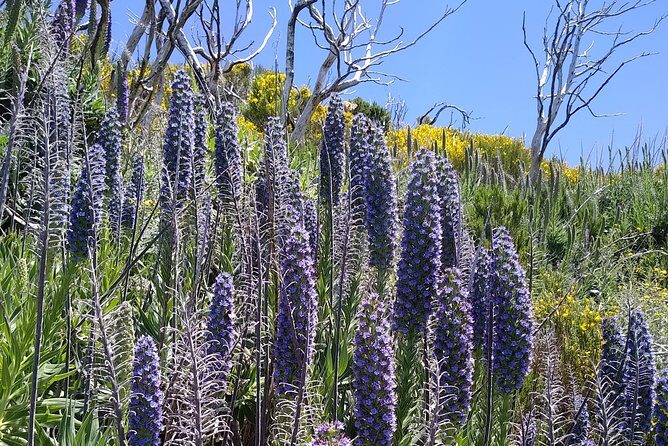 Madeira sunrise (Ponta de Sao Lourenco) Private tour - The Experience: Why It Stands Out