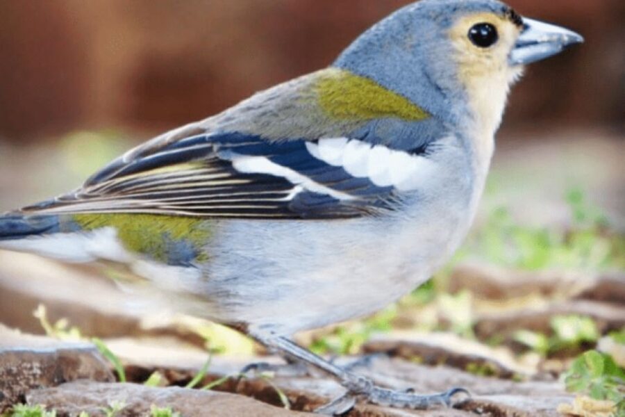 Madeira : Walking Tour-Rabaçal /25 Fontes - Who Will Love This Tour?