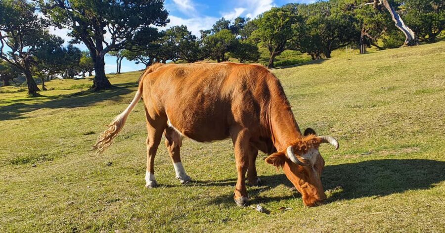 Madeira: Where the Sea Meets the Sky: Tour of the West - Practical Details and What You Need to Know