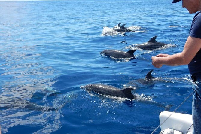 Magic Dolphin Celebrity - Who Will Love This Tour?