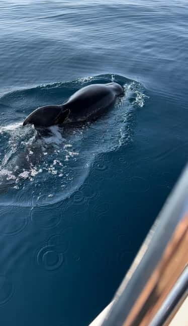 Makarska: Half-Day Boat Tour to Hvar Island - An In-Depth Look at the Tour Experience