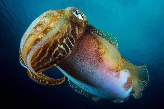 Make a private Try Dive, for your first Scuba experience! - Final Words