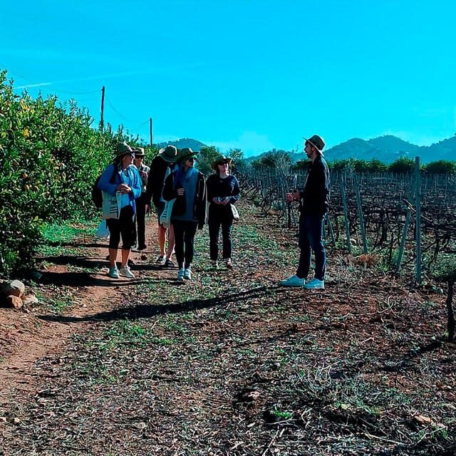 Malaga: White Village, Vineyard, and Wine Tasting Wine Tour - Discovering Alora: The Charm of a White Village