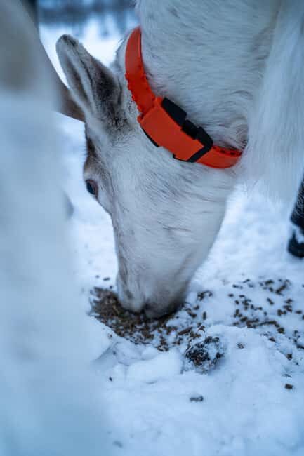 Malangen Sami Camp and Reindeer Experience with Lunch - Practical Considerations and Tips